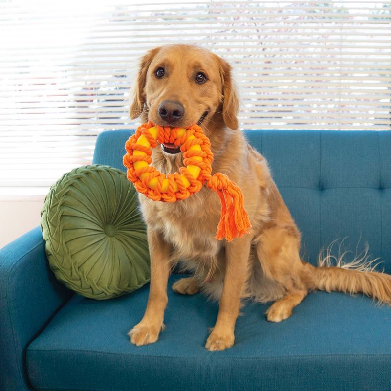 KONG Rope Ringerz Dog Toy, Medium - Lambert Vet Supply | Dog, Cat ...